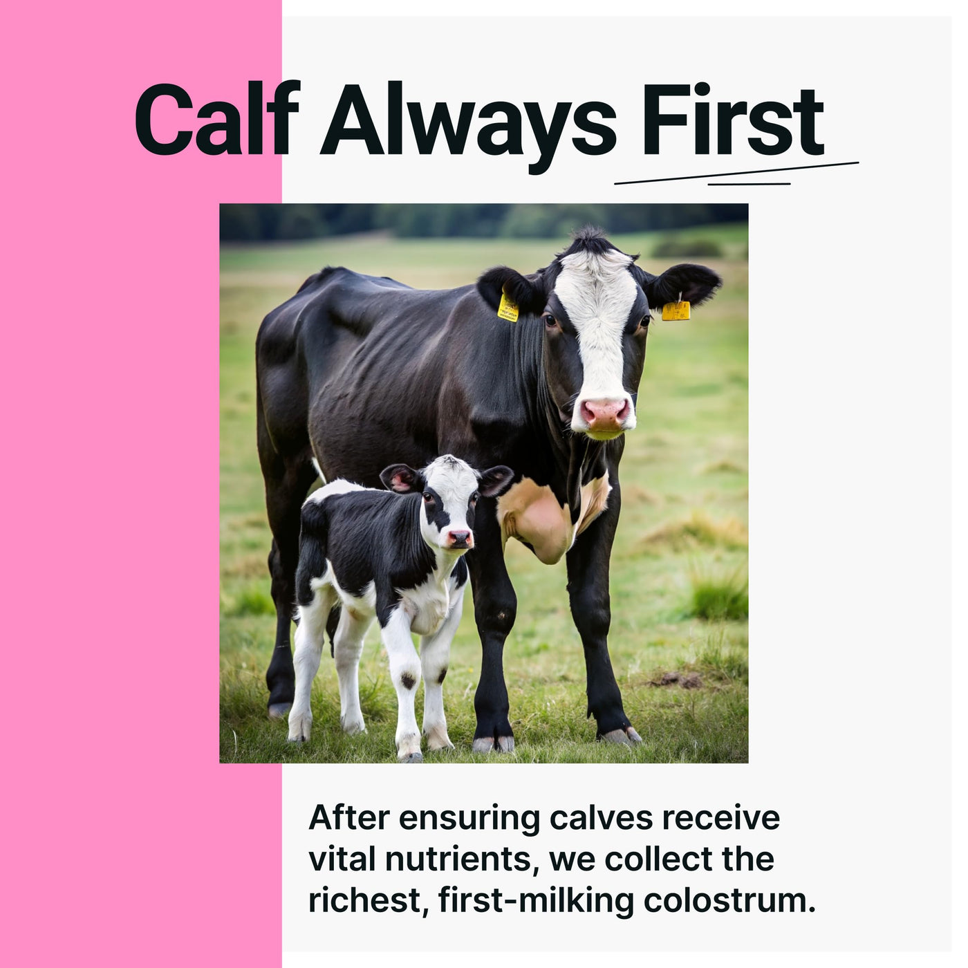 SonoHealth Cowabunga Colostrum - Premium, Pure & Unaltered Colostrum P