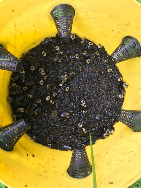 Flybuster Fly Trap - Outdoor Living, Fly Trap, Pest Control Trap, Flyb ...