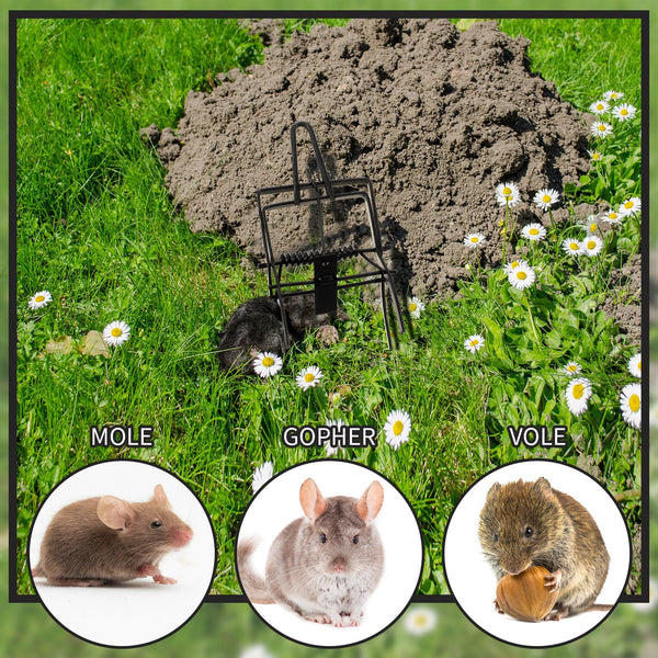 Qualirey 5 Pcs Mole Trap Mole Black Galvanized Steel Eliminator Trap M ...